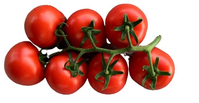 salkim domates
